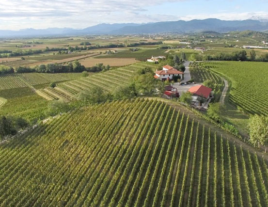 Explore the Best Friuli Wines Today | Uncorked